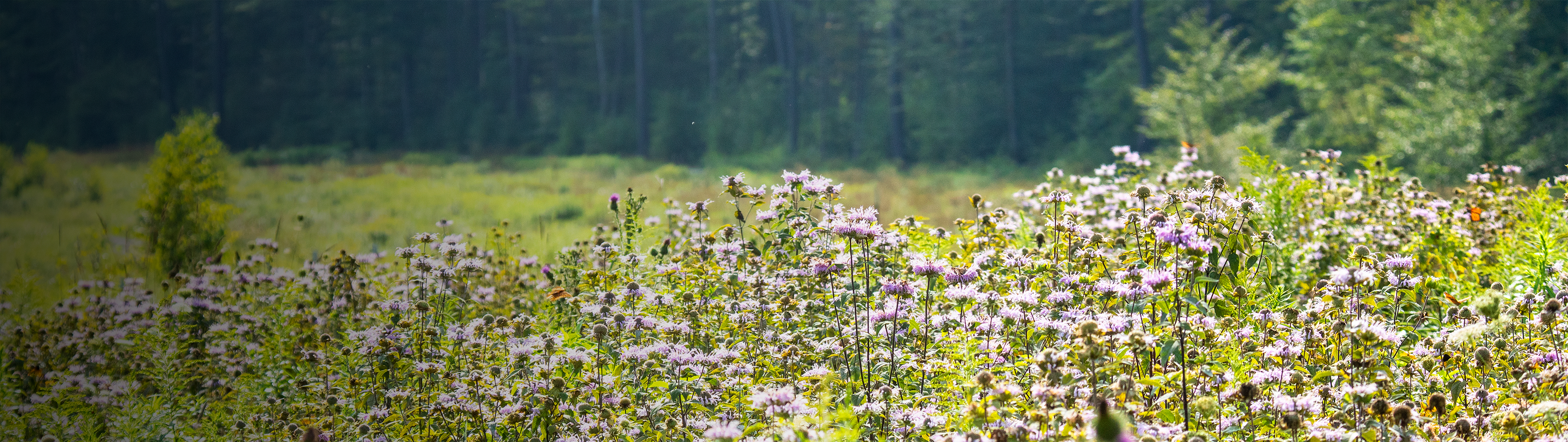 Lee E. Hartz | National Fuel Gas Company